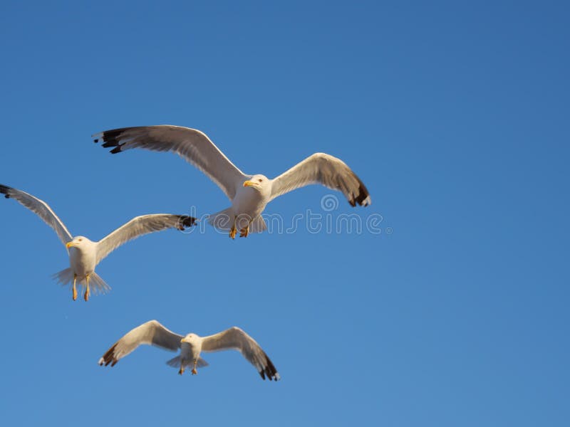 Three Seagulls with Open Wings Soaring in Blue Sky and Synchronously ...