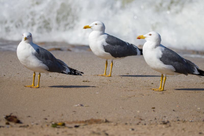 Three Seagulls on a Sandy Beach Stock Image - Image of sandy ...