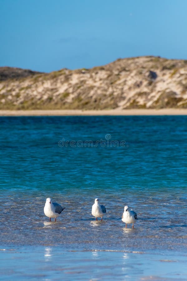 Three Seagulls in Shallow Water in Front of Sand Dunes of Coral Bay ...