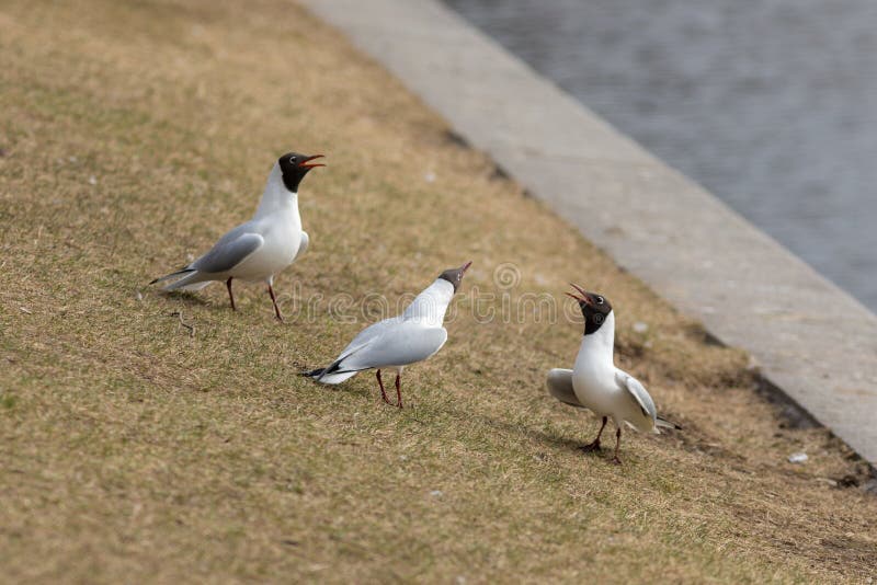 Three Seagulls on the Shore Stock Image - Image of ground, beak: 231203277
