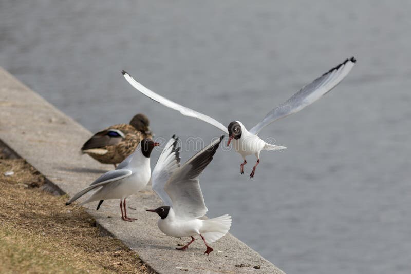 Three Seagulls on a Rocky Seashore Stock Image - Image of beak, stone ...
