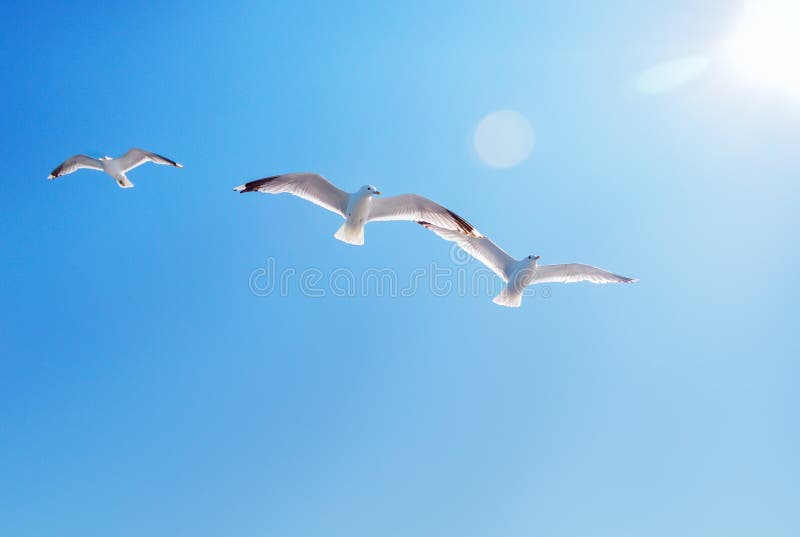 Three seagulls and sun stock image. Image of glare, coast - 33463575