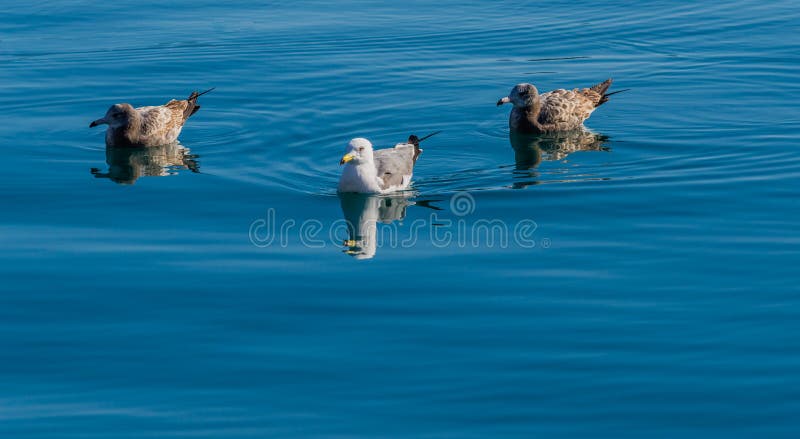 Three Seagulls Swimming Together Stock Photo - Image of wild, summer ...