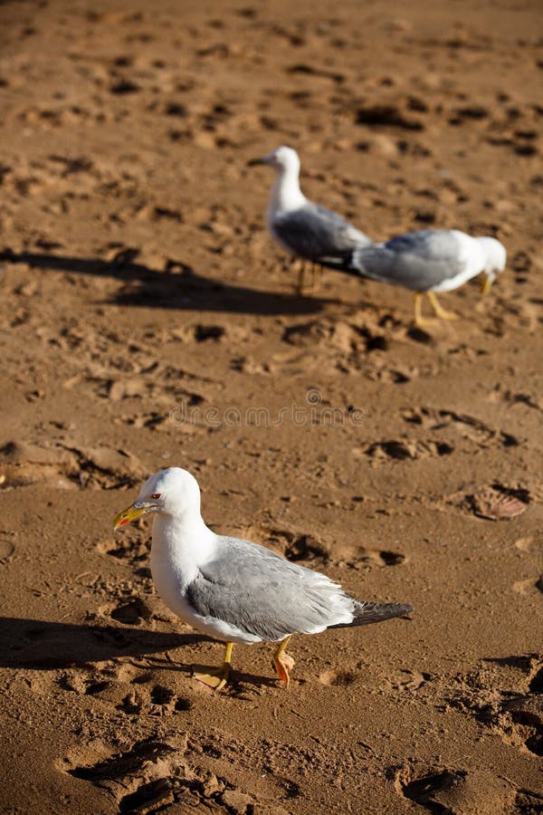 Three Seagulls Walk on the Sea Beach Stock Photo - Image of beautiful ...