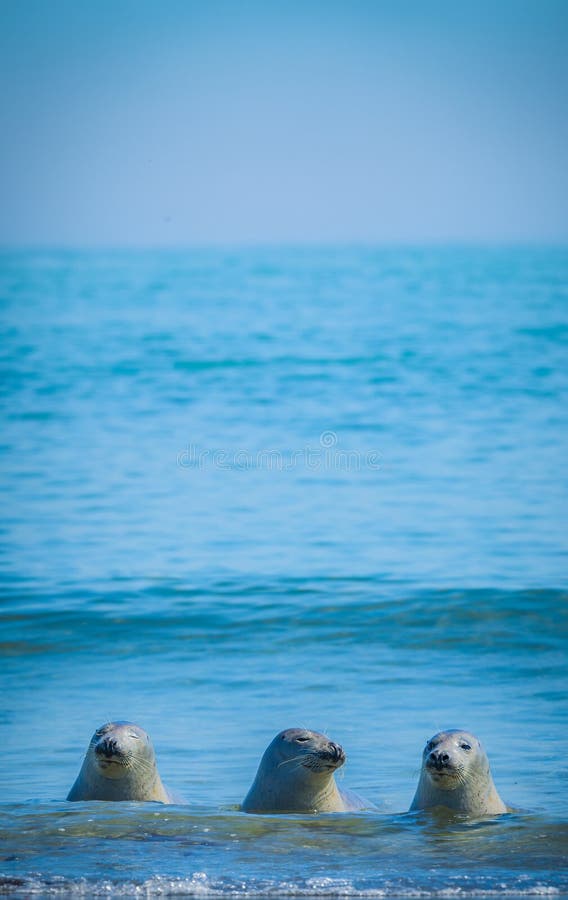 Three Seals on a Beach - Helgoland, Germany Stock Image - Image of germany, marine: 306579507