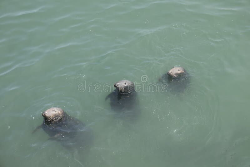 Three seals in the harbour stock image. Image of group - 331101807
