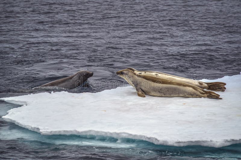 2 Seals Play in the Water, Seals are Resting on a Sandbar after a Fish ...