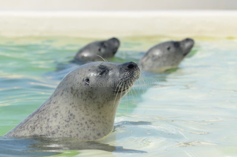 Three Seals stock image. Image of seals, animal, life - 49033285