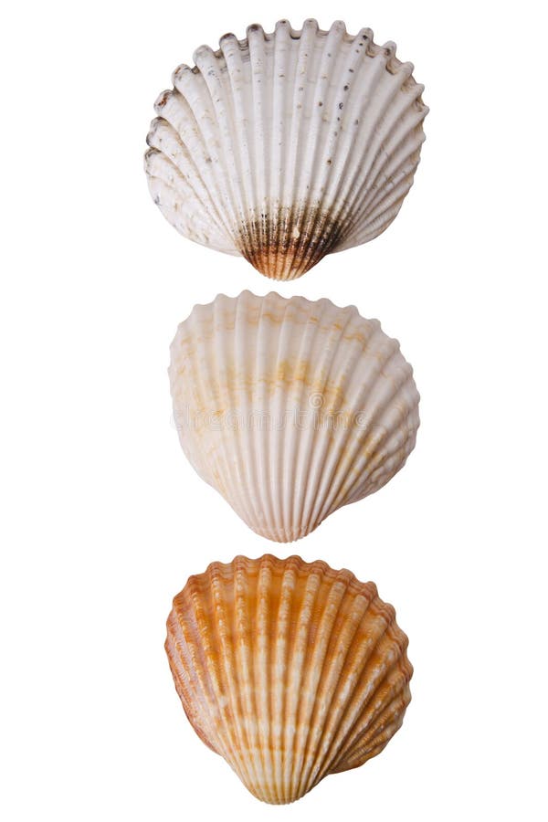 Three seashells stock image. Image of seafood, fauna - 29033667