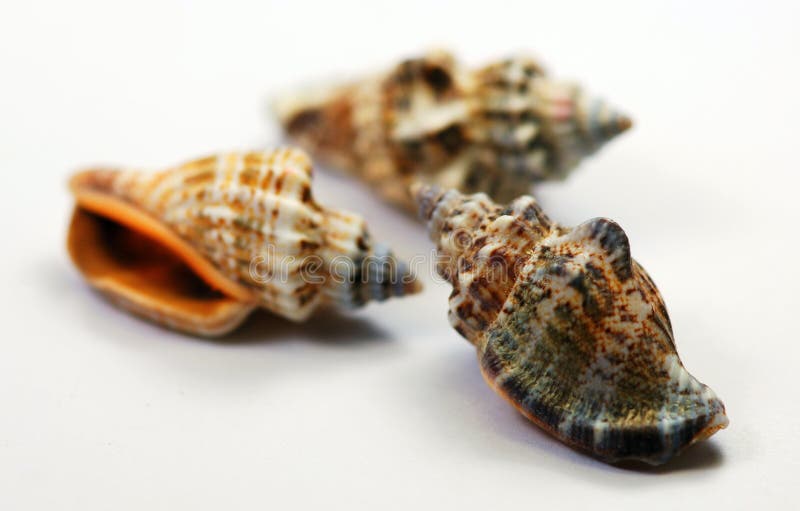 Three seashells stock photo. Image of mollusk, color, motif - 7354044