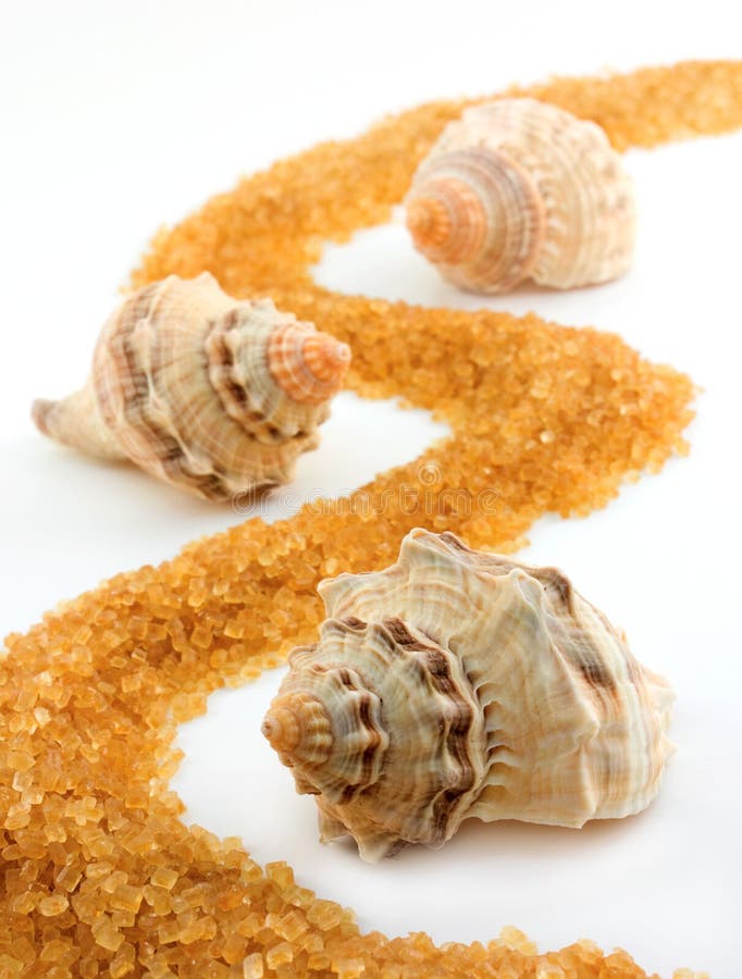 Three seashells stock photo. Image of leisure, shore, colorful - 9599386