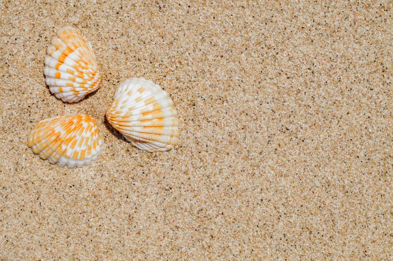 Three Seashells on Beach Sand, Close-up, Top View, Background Stock ...