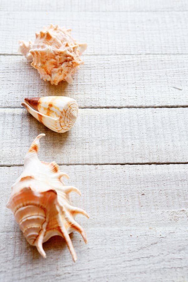 Three Seashells on the Boards Stock Image - Image of pattern, board ...
