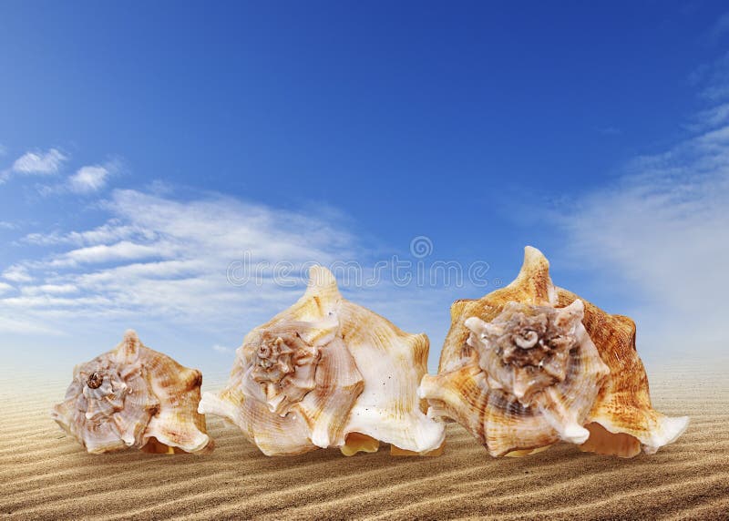 Three Seashells stock photo. Image of snail, icon, design - 75729308