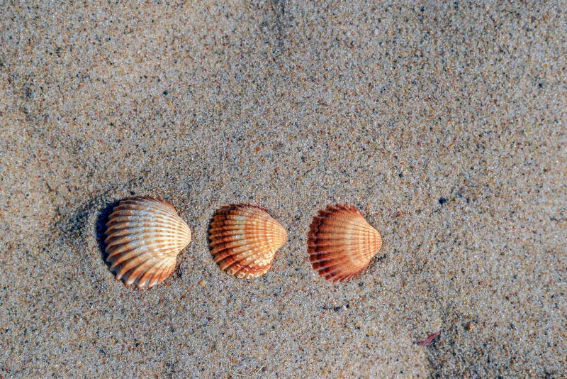 690 Seashells Row Stock Photos - Free & Royalty-Free Stock Photos from ...