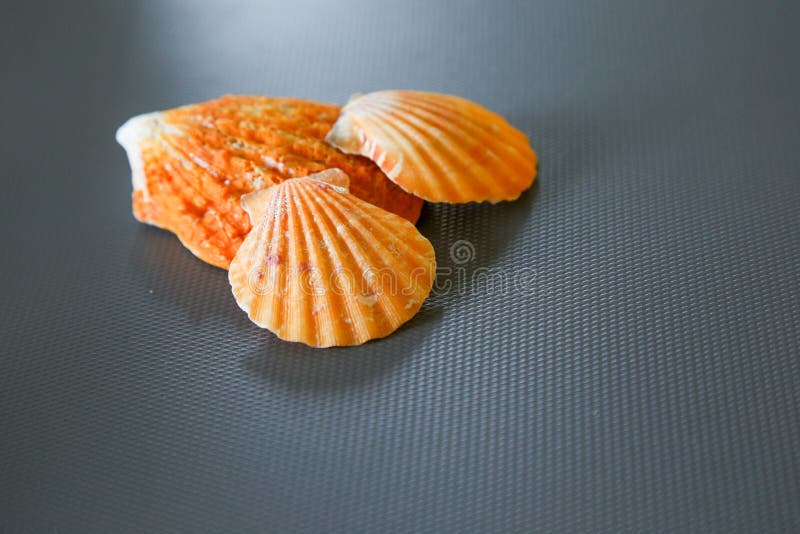 Three Seashells Orange Color Stock Image - Image of yellow, leaf: 260792891