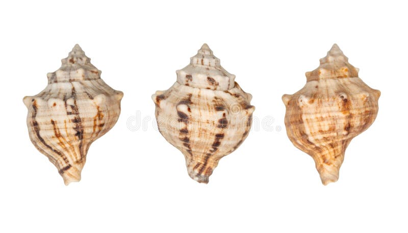 Three Seashells Rotating on Transparent Background with Clipping Path ...