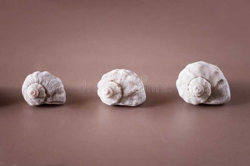 Three Seashells in a Row Over Pink Background. Stock Image - Image of ...