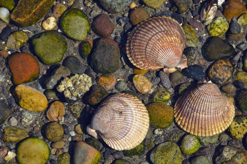 Three seashells in water stock photo. Image of clams - 43366390