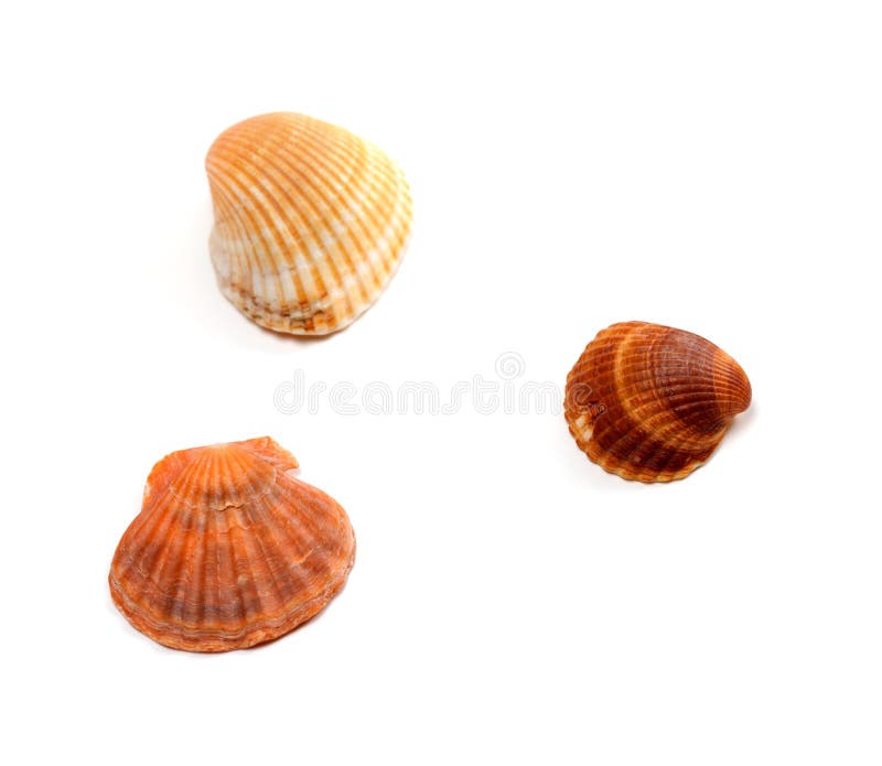 Three seashells stock photo. Image of coast, marine, detail - 41839368