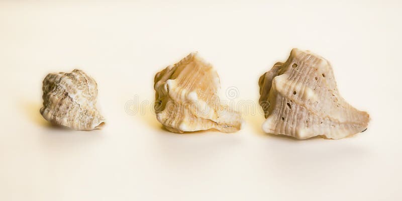 Three large seashells stock image. Image of oyster, exotic - 76030599