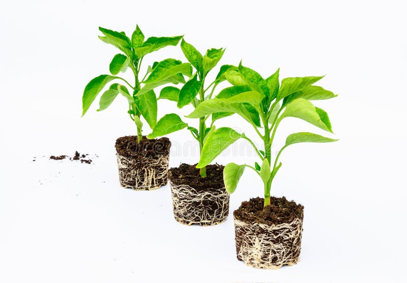 Three Seedlings of Bell Pepper with a Well-developed Root System on a ...