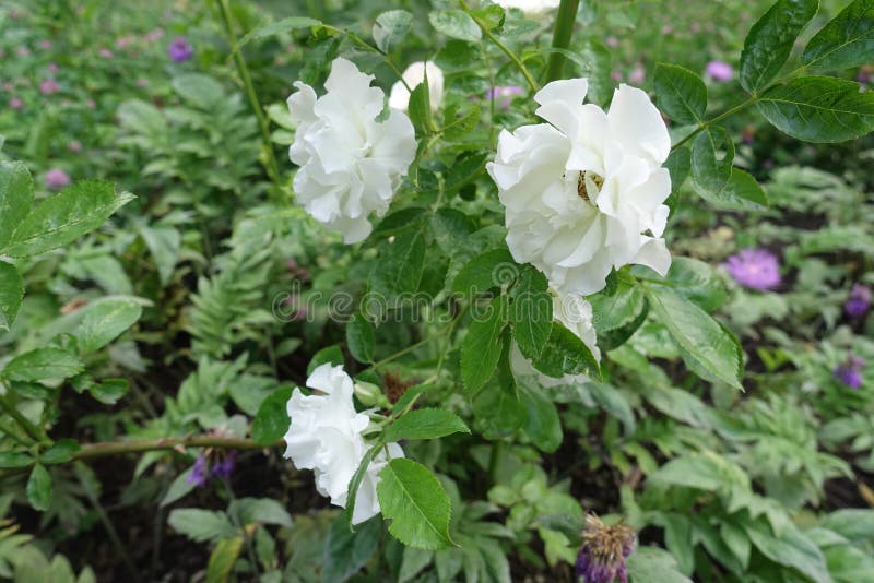Three Semi Double Flowers of White Rose Stock Image - Image of green ...