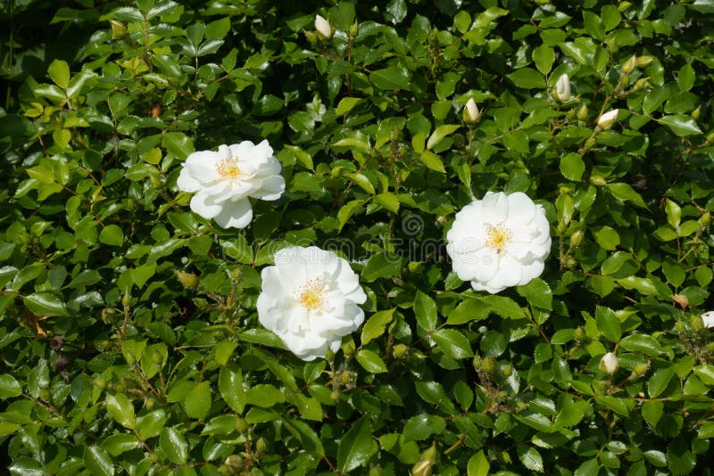 Three Semi-double White Flowers of Roses in May Stock Image - Image of ...
