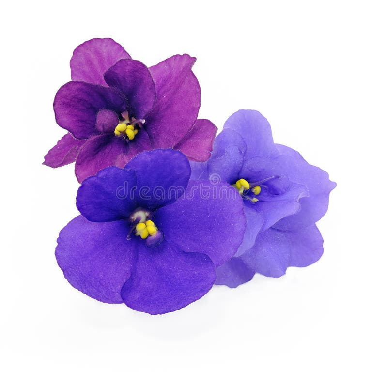 142 Three Violets Stock Photos - Free & Royalty-Free Stock Photos from ...
