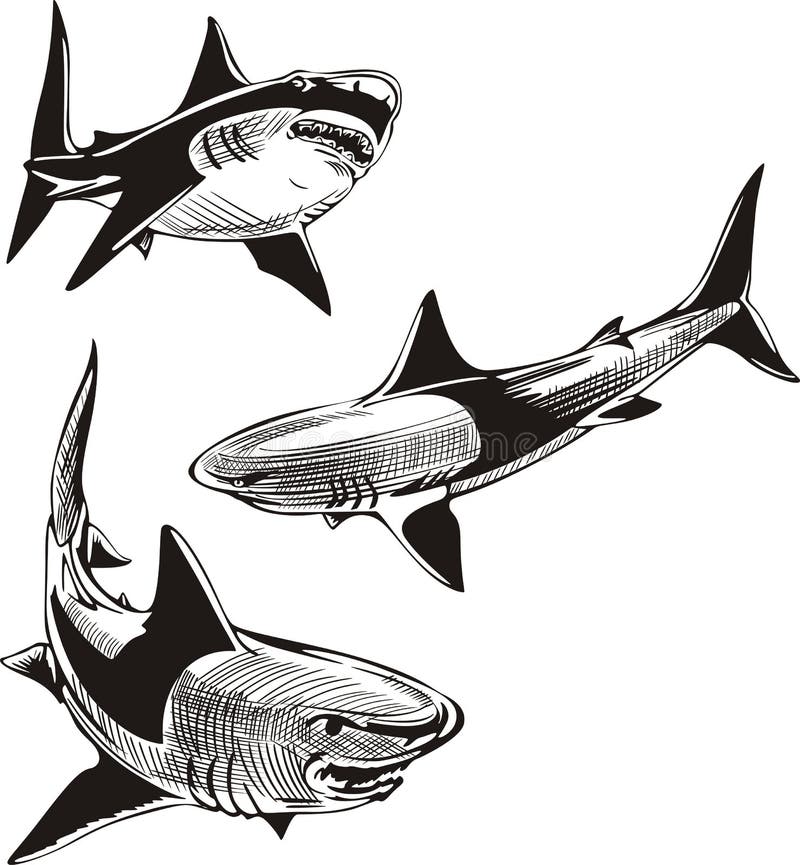 Three sharks stock vector. Illustration of jaws, fish - 26003477