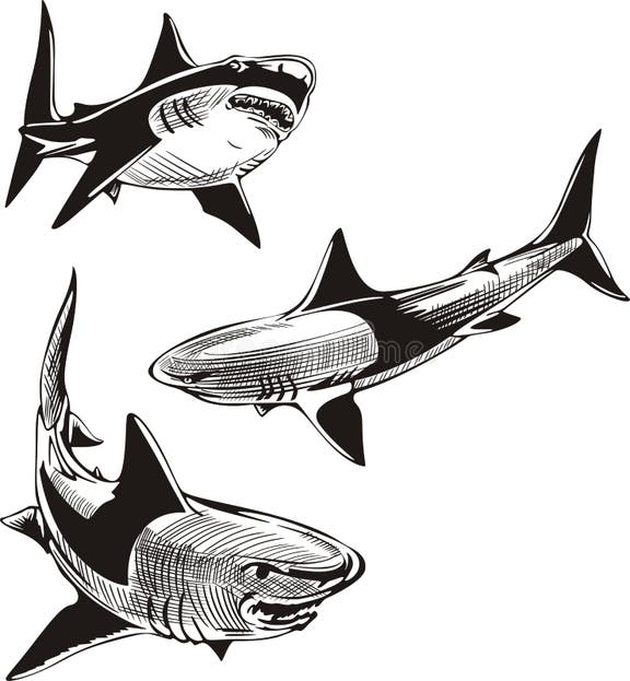 Three sharks stock vector. Illustration of jaws, fish - 26003477