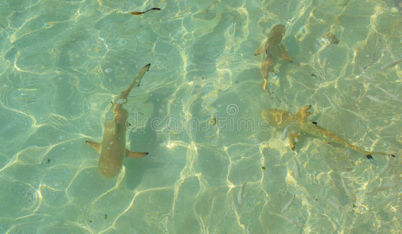 Three sharks stock image. Image of wildlife, animal, water - 27546237