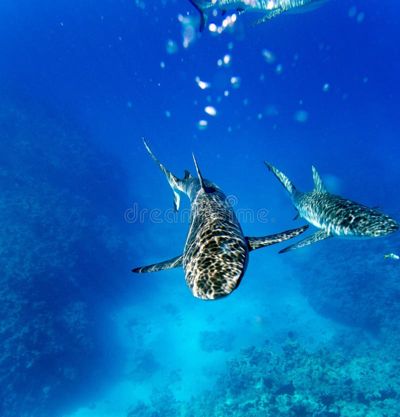 Three Sharks Following the Camera in the Sea Stock Image - Image of ...