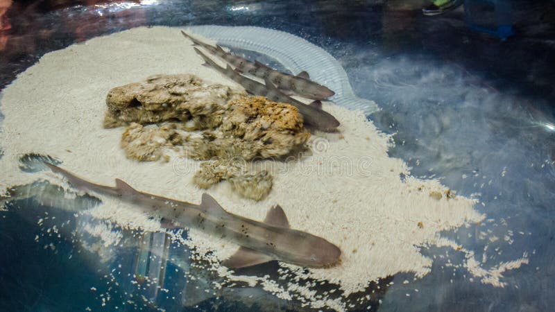 Three Sharks To Touch in Monaco Oceanographic Museum Stock Photo ...