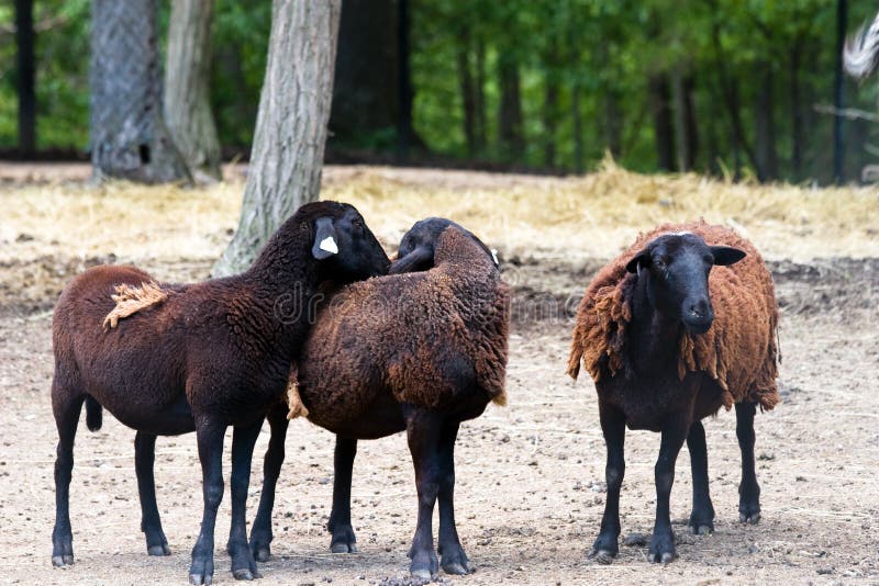 Three Sheep stock image. Image of darkly, tree, outdoor - 12210063