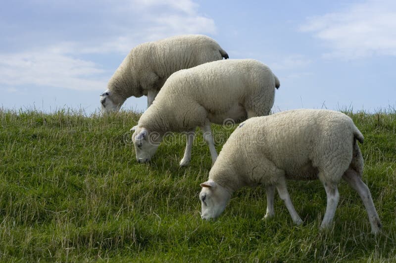 Three sheep stock image. Image of texel, three, farming - 1302575