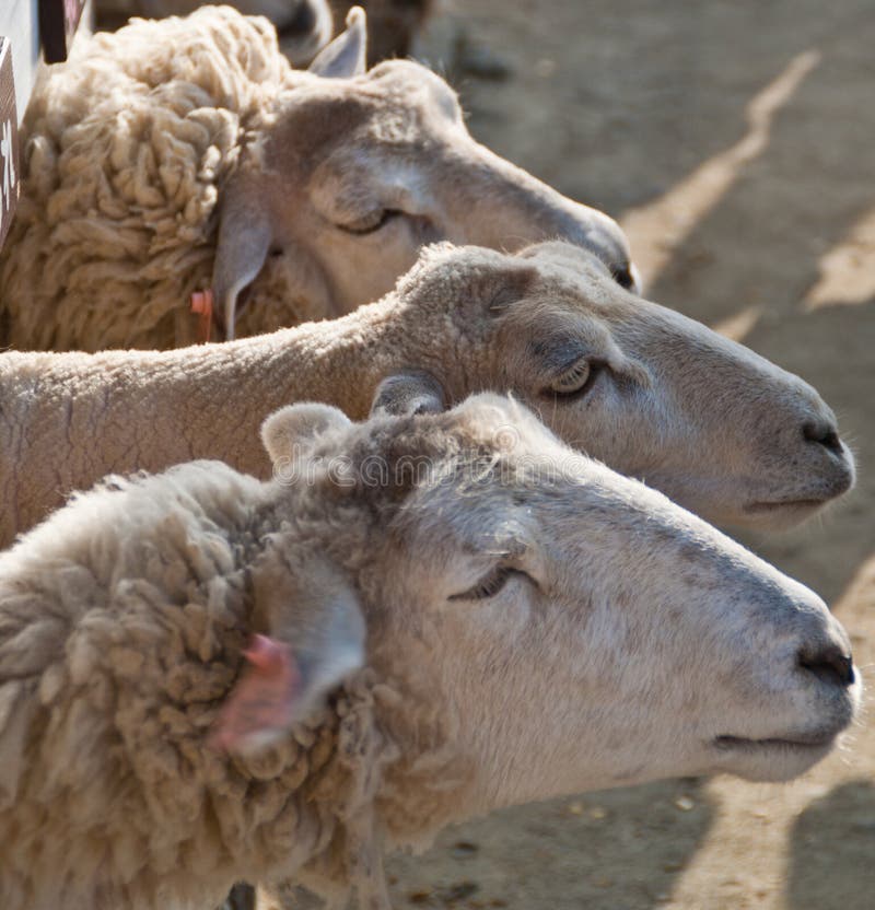 Three Sheep stock image. Image of sheep, tree, three - 85058127