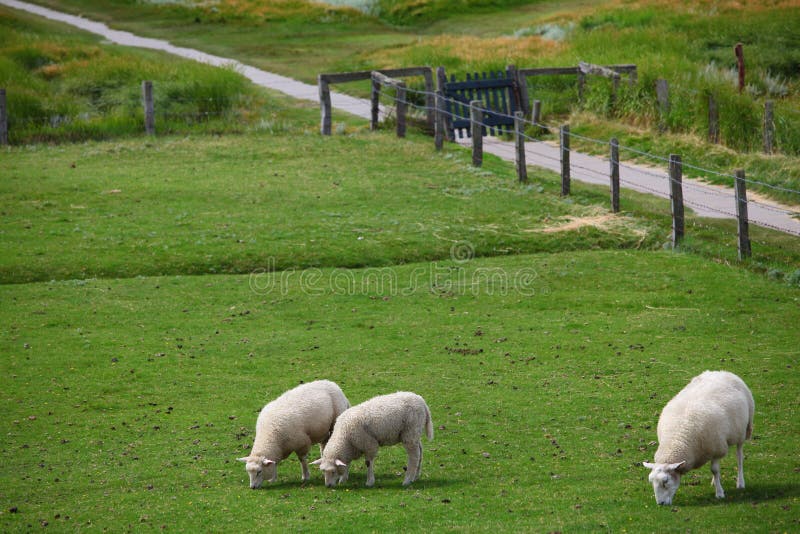 Two sheep stock image. Image of farmland, agri, curly - 20432521