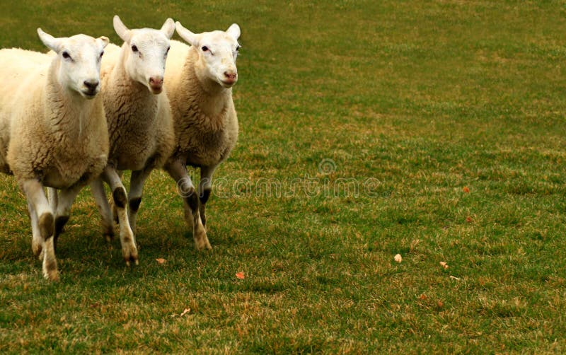 Three Sheep 2 stock photo. Image of farm, grass, lamb - 3396054