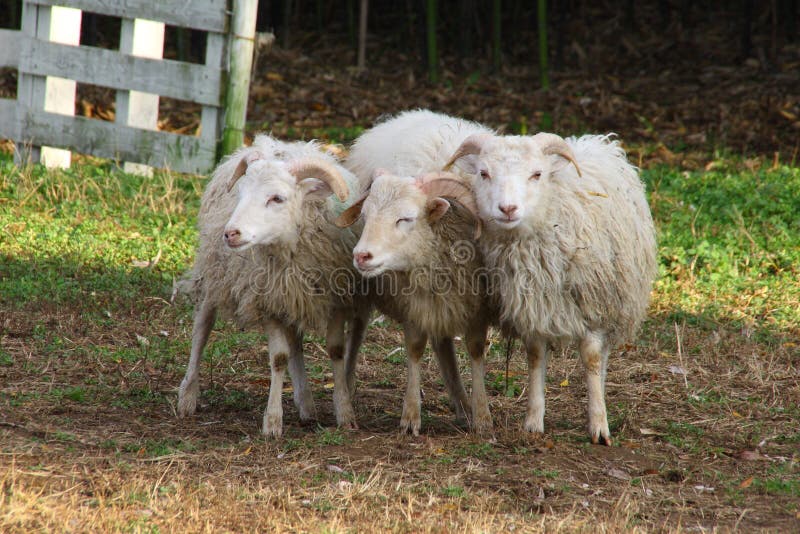 Three sheep stock photo. Image of mammal, outdoor, rural - 28048896