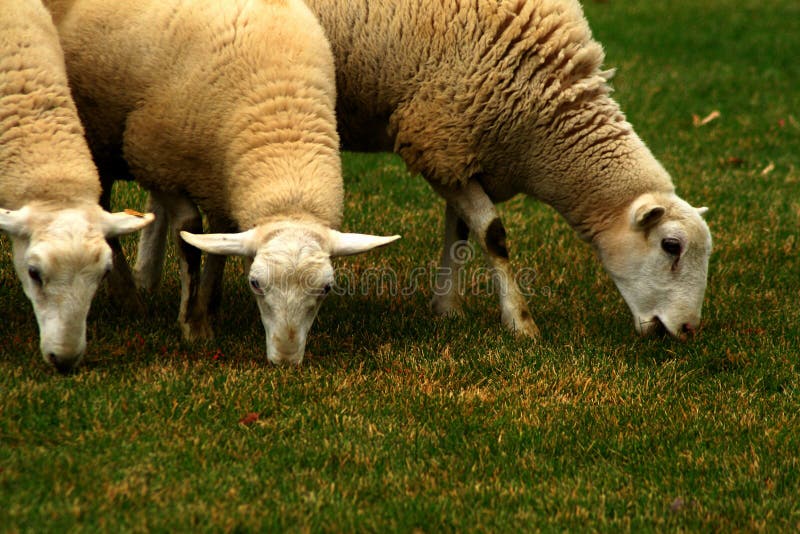Three Sheep 3 stock image. Image of lamb, wool, agriculture - 3570617