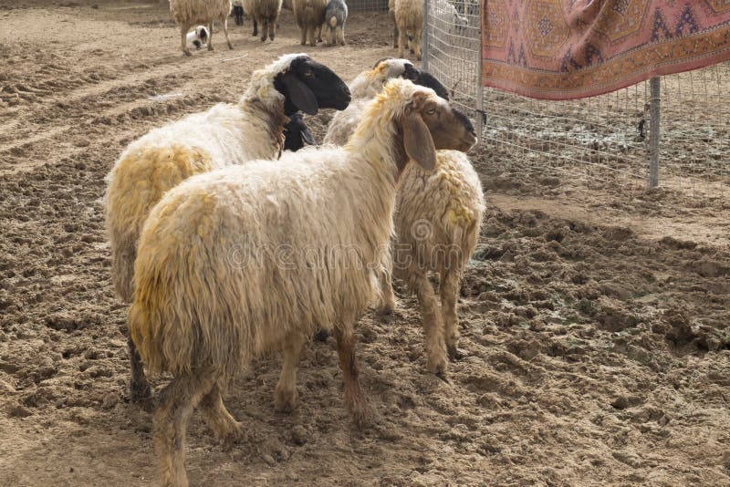 Three sheep stock photo. Image of standing, hair, agriculture - 65449512