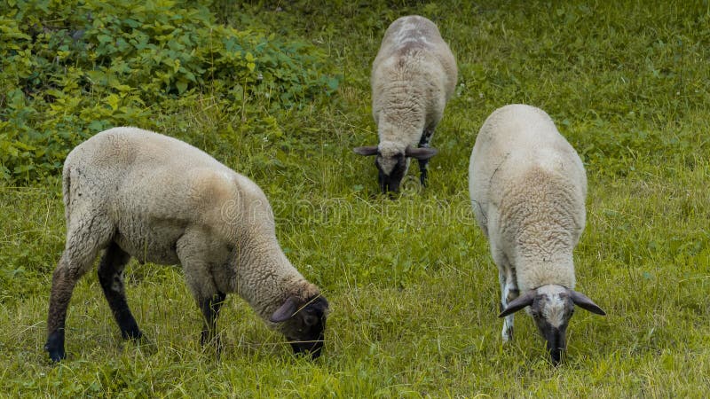 Three Sheep Graze in the Open Pasture and Mow the Grass Stock Image ...