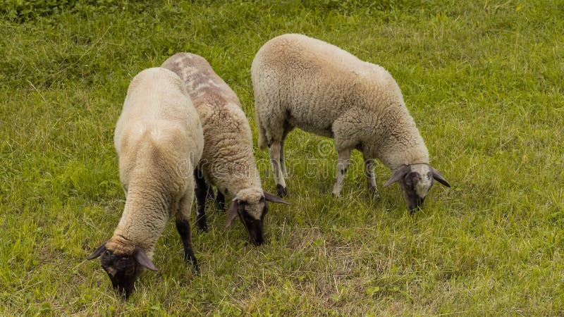Three Sheep Graze in the Open Pasture and Mow the Grass Stock Photo ...