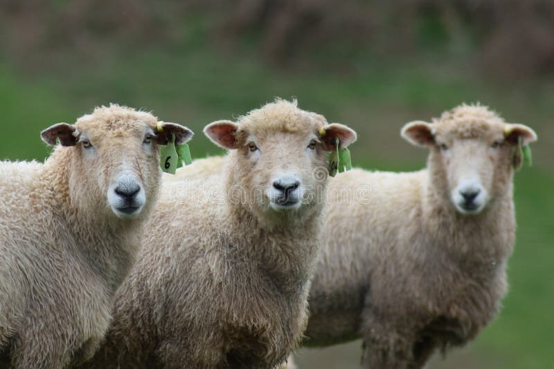 Three Sheep Running Through Gate. Stock Image - Image of domesticated ...