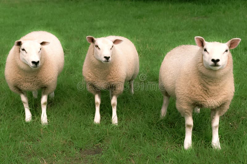 Three sheep stock photo. Image of curious, soft, netherlands - 49027462