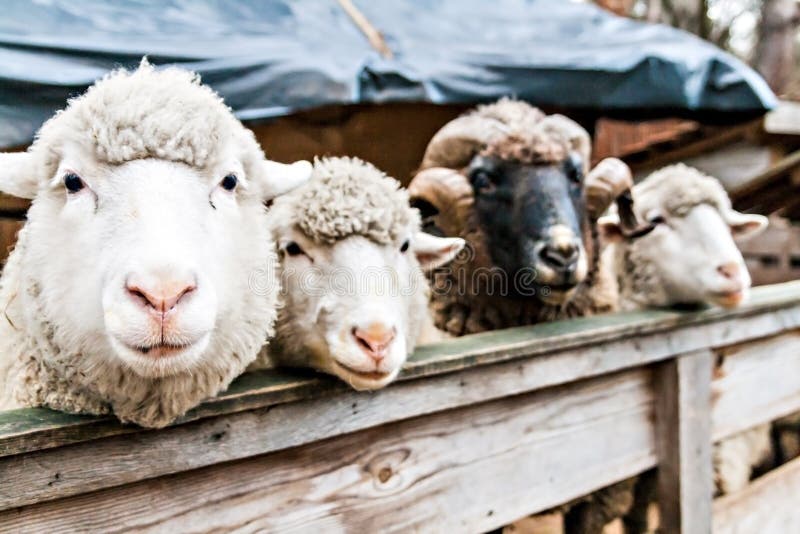 359 Ram Sheep Pen Photos - Free & Royalty-Free Stock Photos from Dreamstime