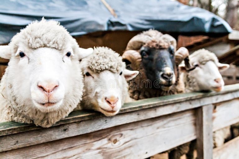 4,151 Sheep Pen Stock Photos - Free & Royalty-Free Stock Photos from ...