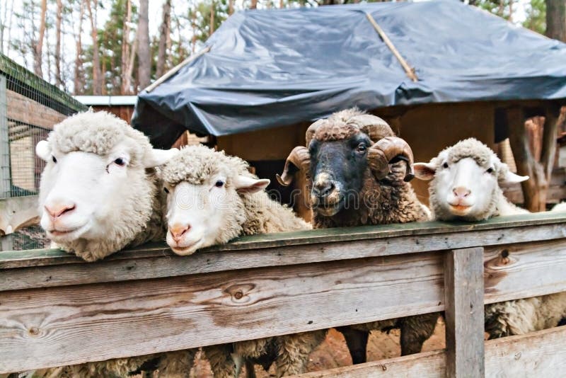 Three Sheep and the Ram in a Pen Stock Photo - Image of beauty, coat ...