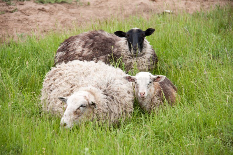 Three Sheep Resting on Green Grass in Spring Stock Photo - Image of ...